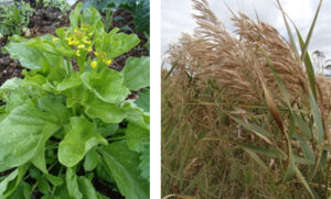 Aboriginal Launceston | First People's Lifeworld in the Tamar Valley